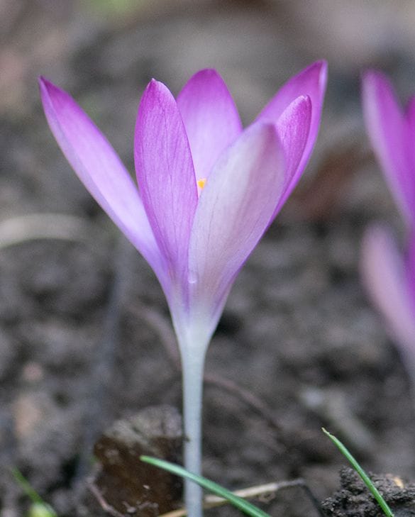 Crocus Tommasinianus Roseus Bulbs | Peter Nyssen | Buy Flower Bulbs and ...