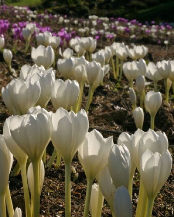 Colchicum Speciosum Album | Peter Nyssen | Buy Flower Bulbs and Plants ...