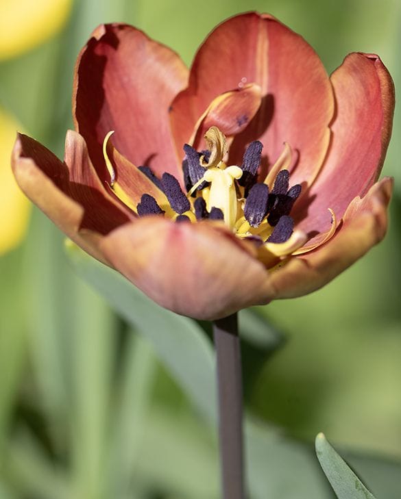 Tulip Ridgedale Bulbs | Peter Nyssen | Buy Flower Bulbs and Plants Online