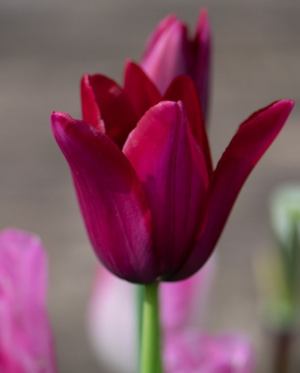 Tulip Merlot Bulbs | Peter Nyssen | Buy Flower Bulbs and Plants Online