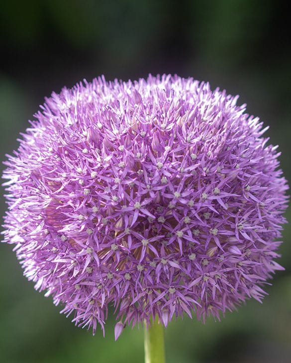 Allium Pinball Wizard Bulbs | Peter Nyssen | Buy Flower Bulbs and ...