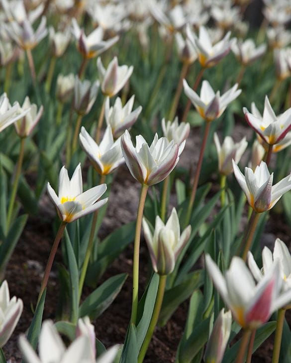 Tulip Ice Stick| Peter Nyssen | Buy Flower Bulbs and Plants Online