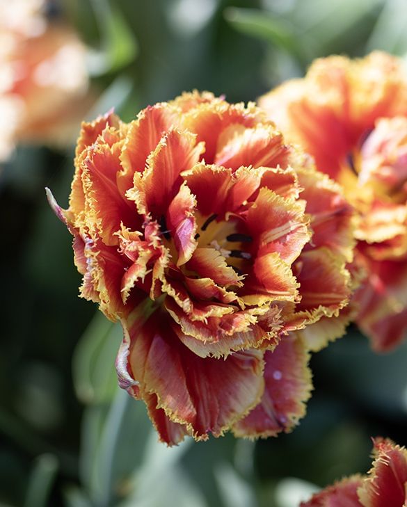 Tulip Gold Dust Bulbs | Peter Nyssen | Buy Flower Bulbs and Plants Online