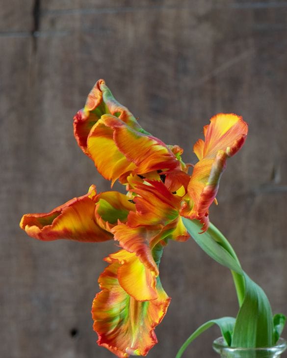 Tulip Rasta Parrot Bulbs | Peter Nyssen | Buy Flower Bulbs and Plants ...