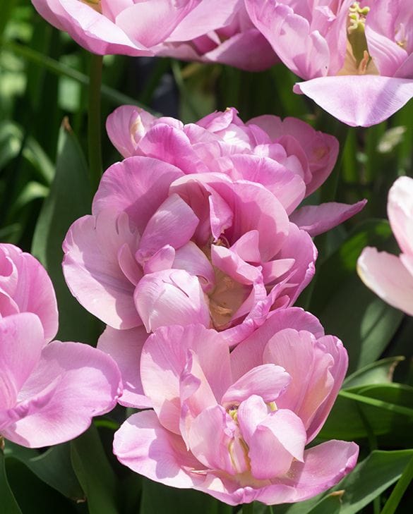 Tulip Table Dance Bulbs | Peter Nyssen | Buy Flower Bulbs and Plants Online