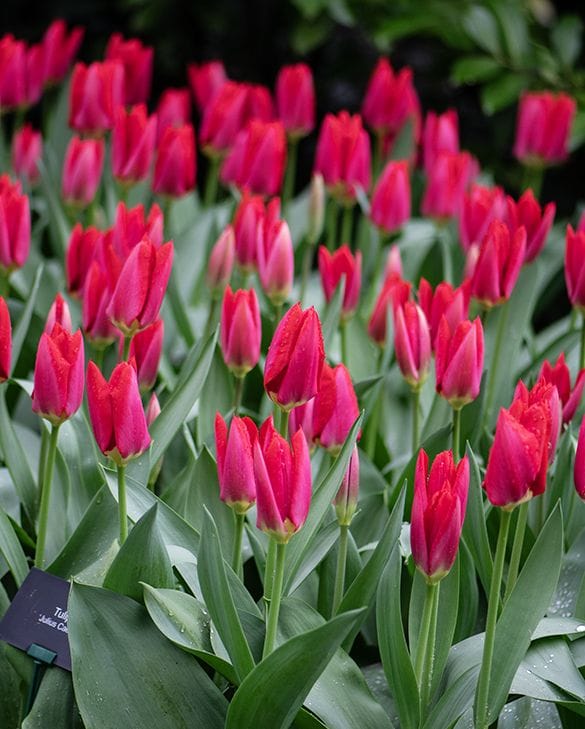 Tulip Julius Caesar Bulbs | Peter Nyssen | Buy Flower Bulbs and Plants ...