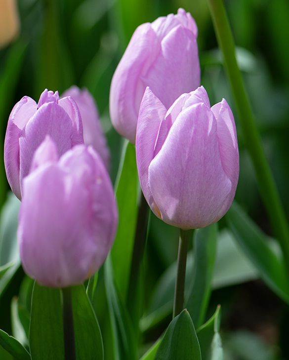 Tulip Candy Prince ® Bulbs | Peter Nyssen | Buy Flower Bulbs and Plants ...