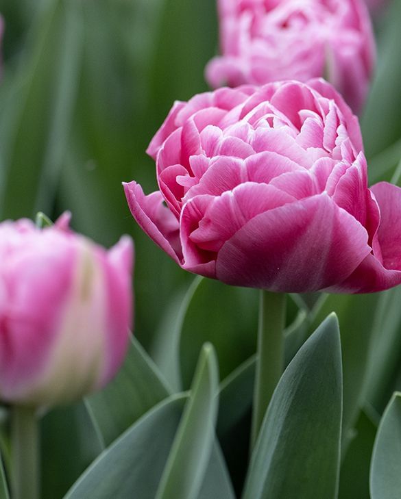 Tulip Voque| Peter Nyssen | Buy Flower Bulbs and Plants Online