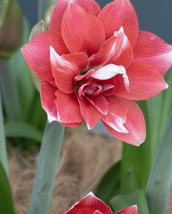 Amaryllis (Hippeastrum) Double Dream | Peter Nyssen | Buy Flower Bulbs ...
