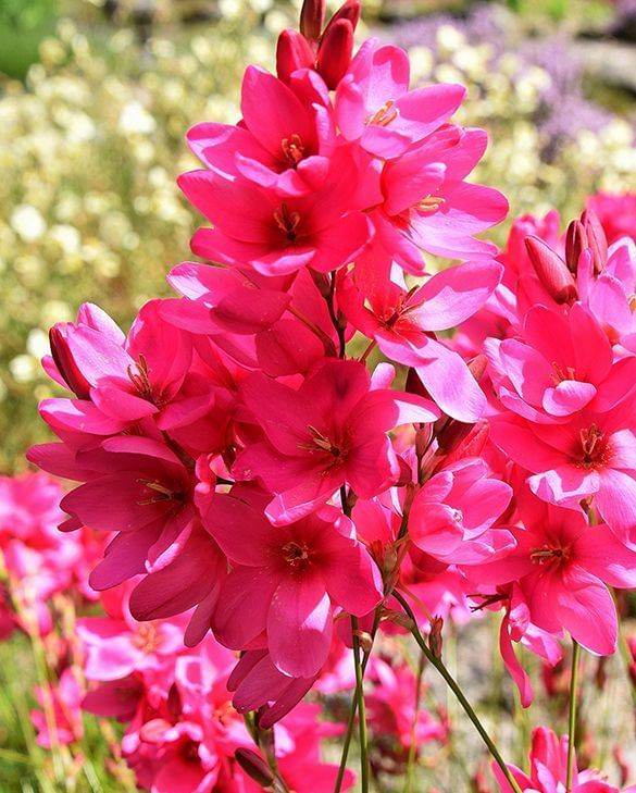 Ixia Mabel Bulbs | Peter Nyssen | Buy Flower Bulbs and Plants Online