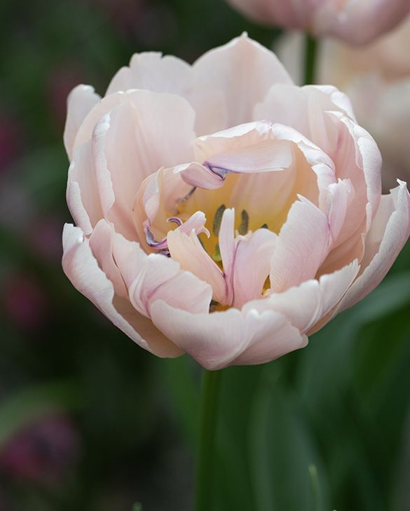 Tulip Double Shake Bulbs | Peter Nyssen | Buy Flower Bulbs and Plants Online