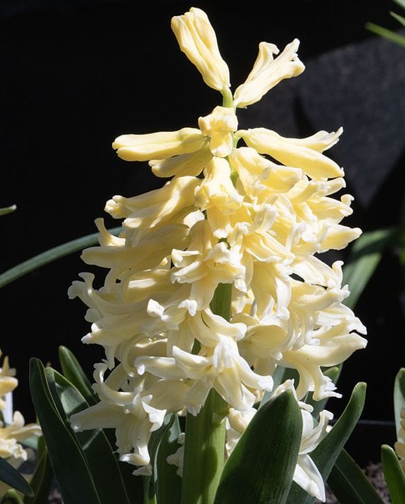 Hyacinth Yellow Queen Bulbs | Peter Nyssen | Buy Flower Bulbs and ...