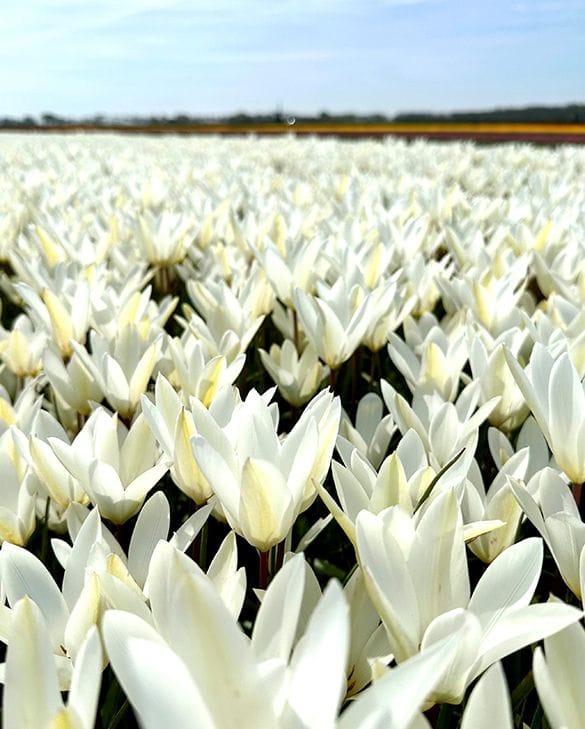 Tulip Sylvia Bulbs| Peter Nyssen | Buy Flower Bulbs and Plants Online
