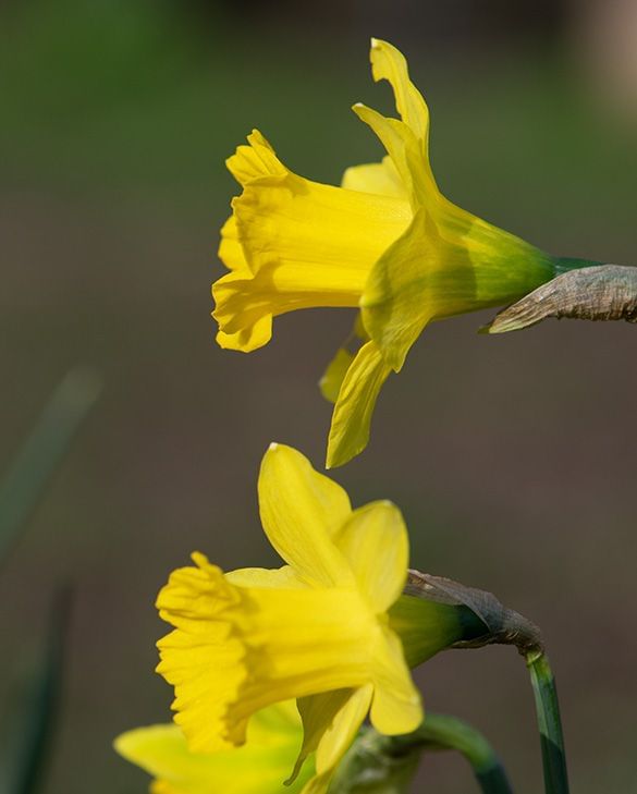 Narcissus Obvallaris (Tenby Daffodil) | Peter Nyssen | Buy Flower Bulbs ...