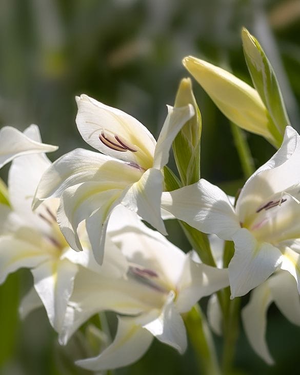 Gladiolus The Bride Bulbs | Peter Nyssen | Buy Flower Bulbs and Plants ...
