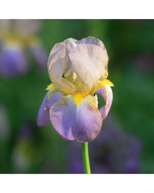 How to Master the Art of Growing Iris. Planting, care and maintenance ...